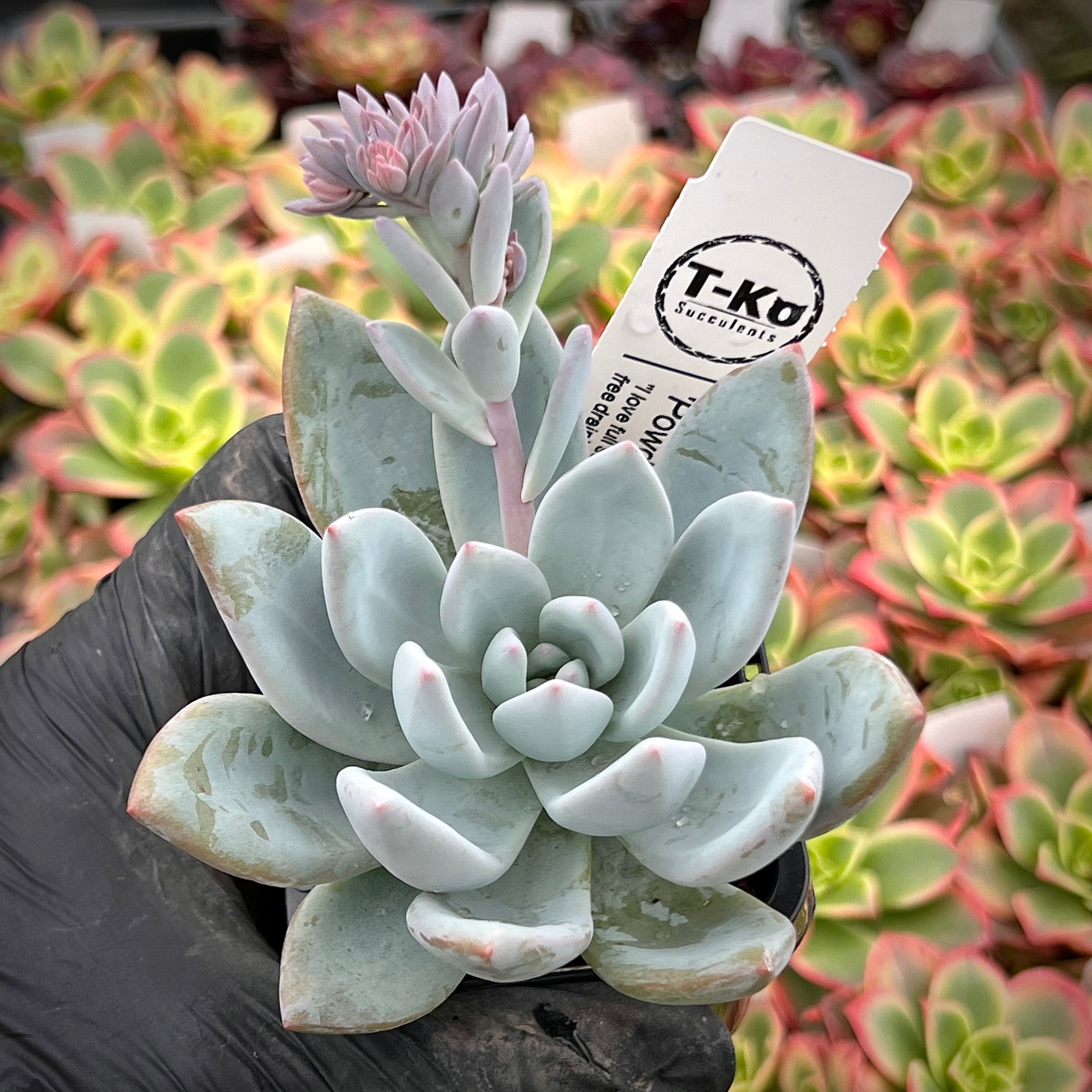 Pachyveria 'Exotica' aka P. 'Powder Puff' | T-Ko Succulents