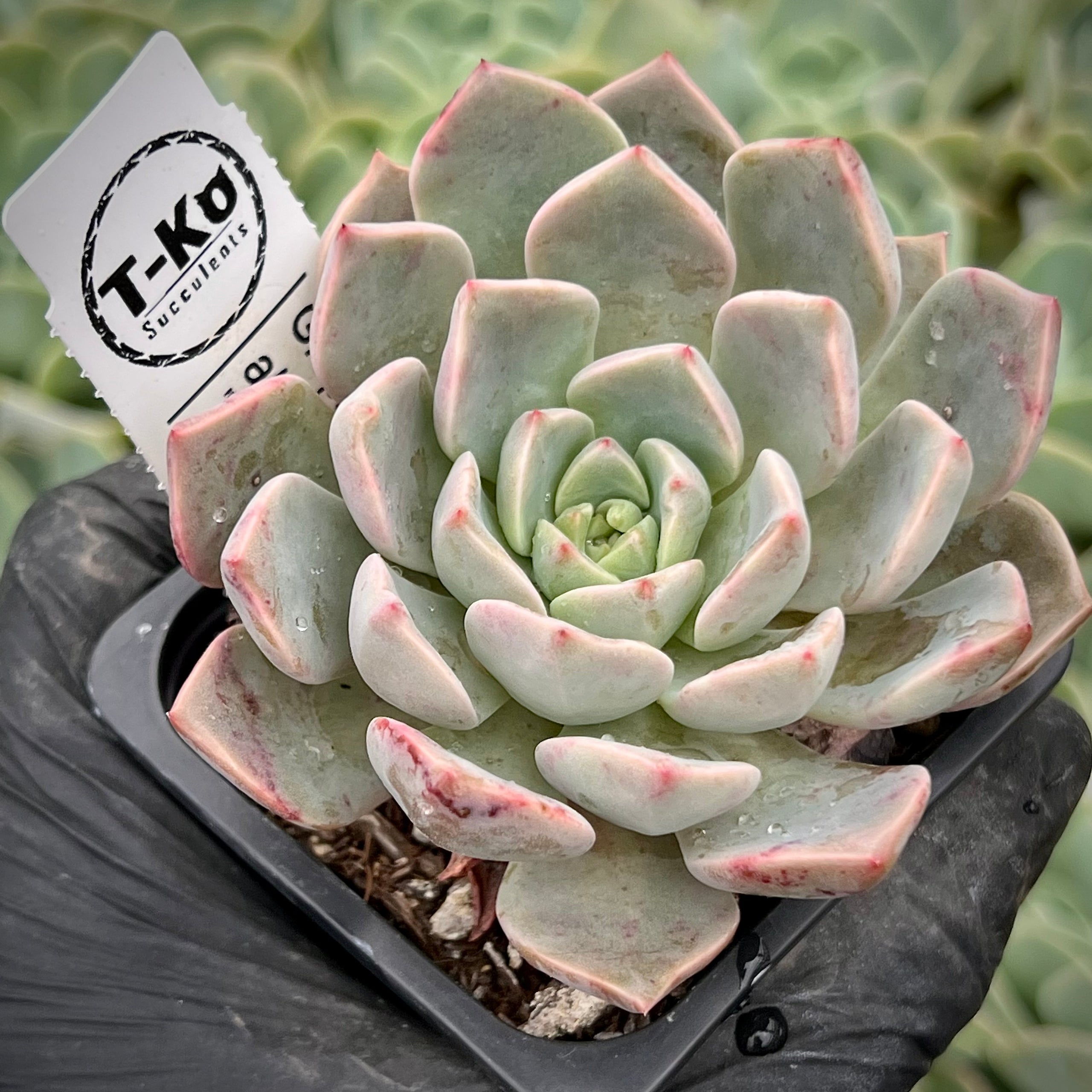 Graptoveria 'Rose Queen' | T-Ko Succulents