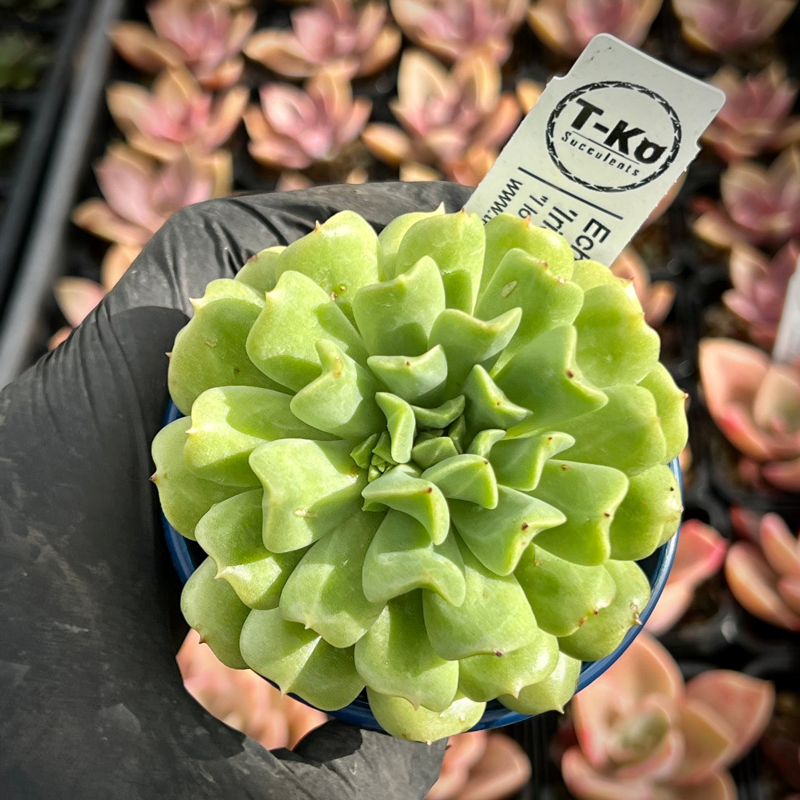 Echeveria 'Irish Mint' | T-Ko Succulents