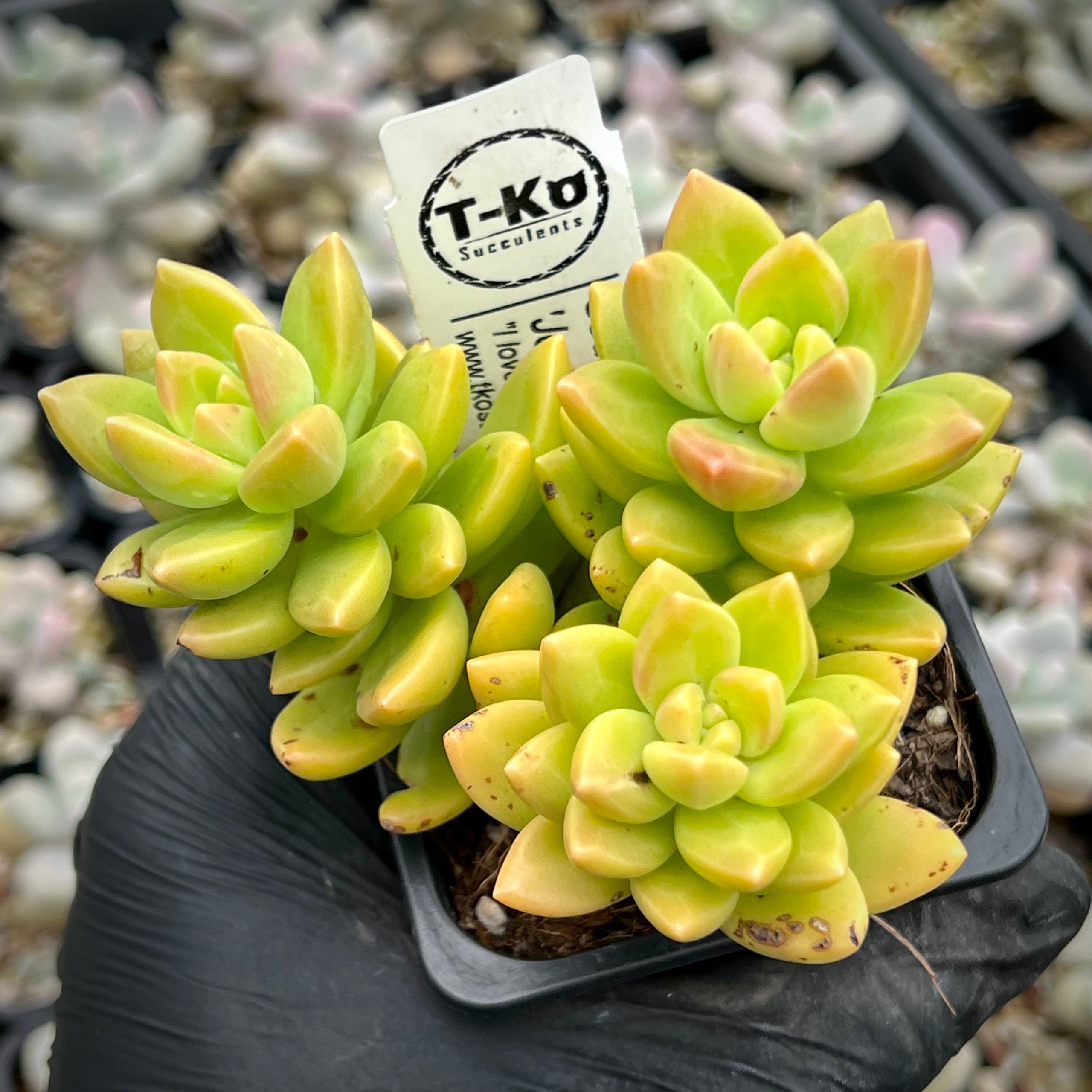 Sedum ‘Jester’ | T-Ko Succulents