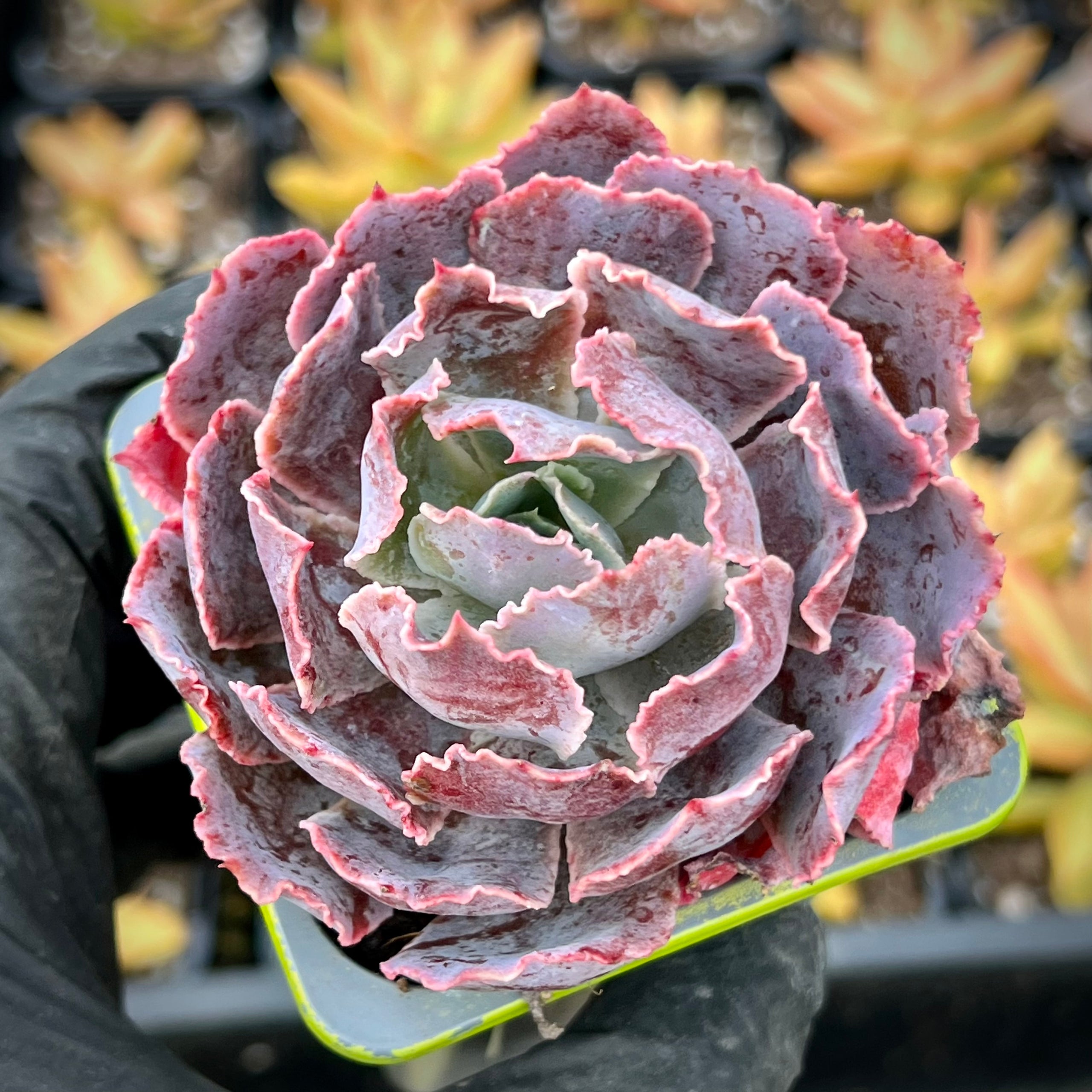 Echeveria shaviana ‘Pink Frills’ | T-Ko Succulents